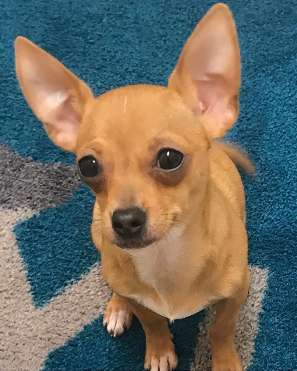 Meet Roo Roo! – Big Guy Littles World Sanctuary